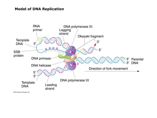 DNA Replication chapter for study purpose.ppt