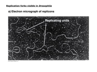 DNA Replication chapter for study purpose.ppt