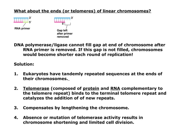 DNA Replication chapter for study purpose.ppt
