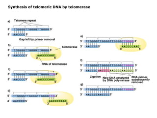 DNA Replication chapter for study purpose.ppt