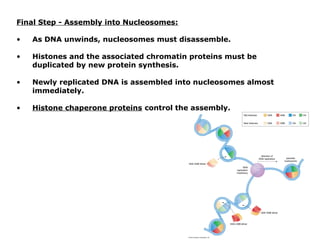 DNA Replication chapter for study purpose.ppt
