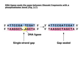 DNA Replication chapter for study purpose.ppt