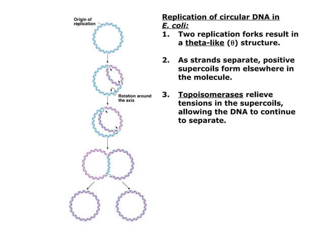 DNA Replication chapter for study purpose.ppt