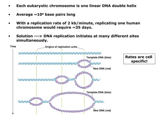 DNA Replication chapter for study purpose.ppt