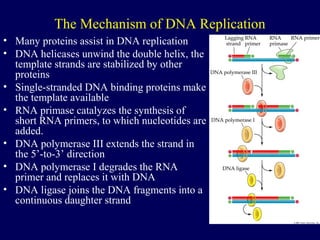 DNA Replication | PPT