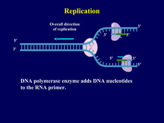 DNA Replication | PPT