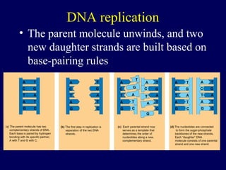 DNA Replication | PPT