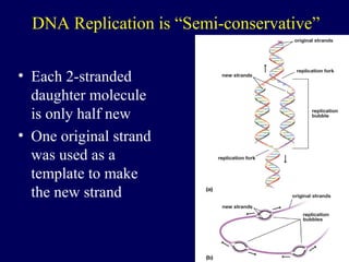 DNA Replication | PPT