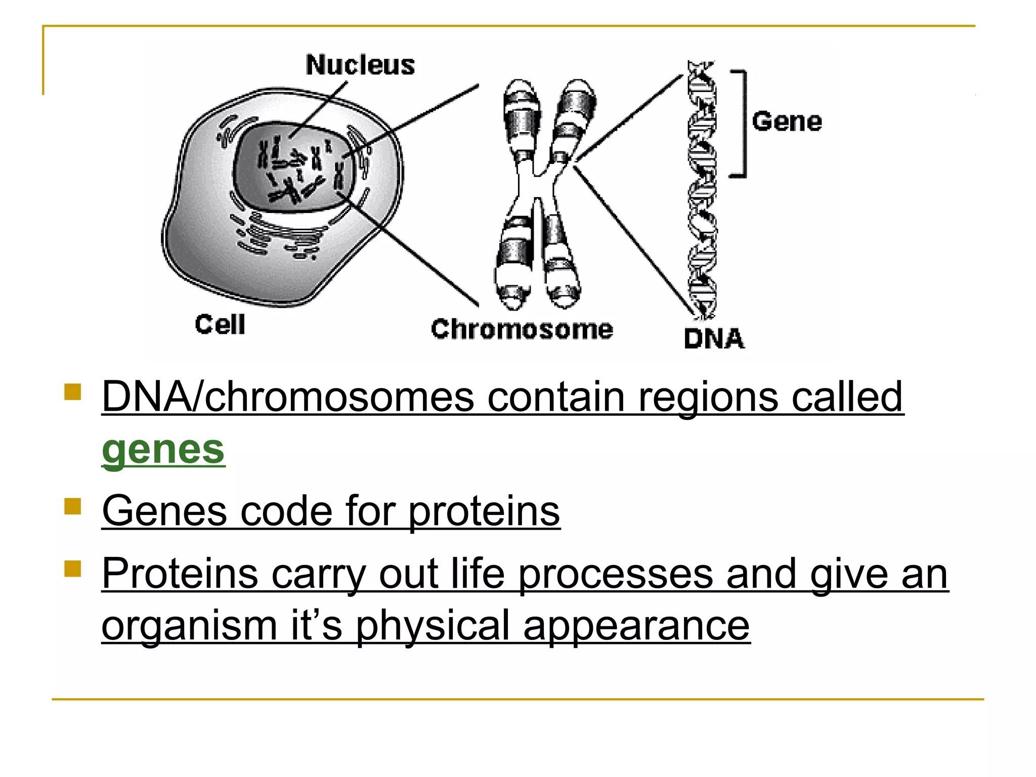 DNA structure, function, replication lesson | PPT