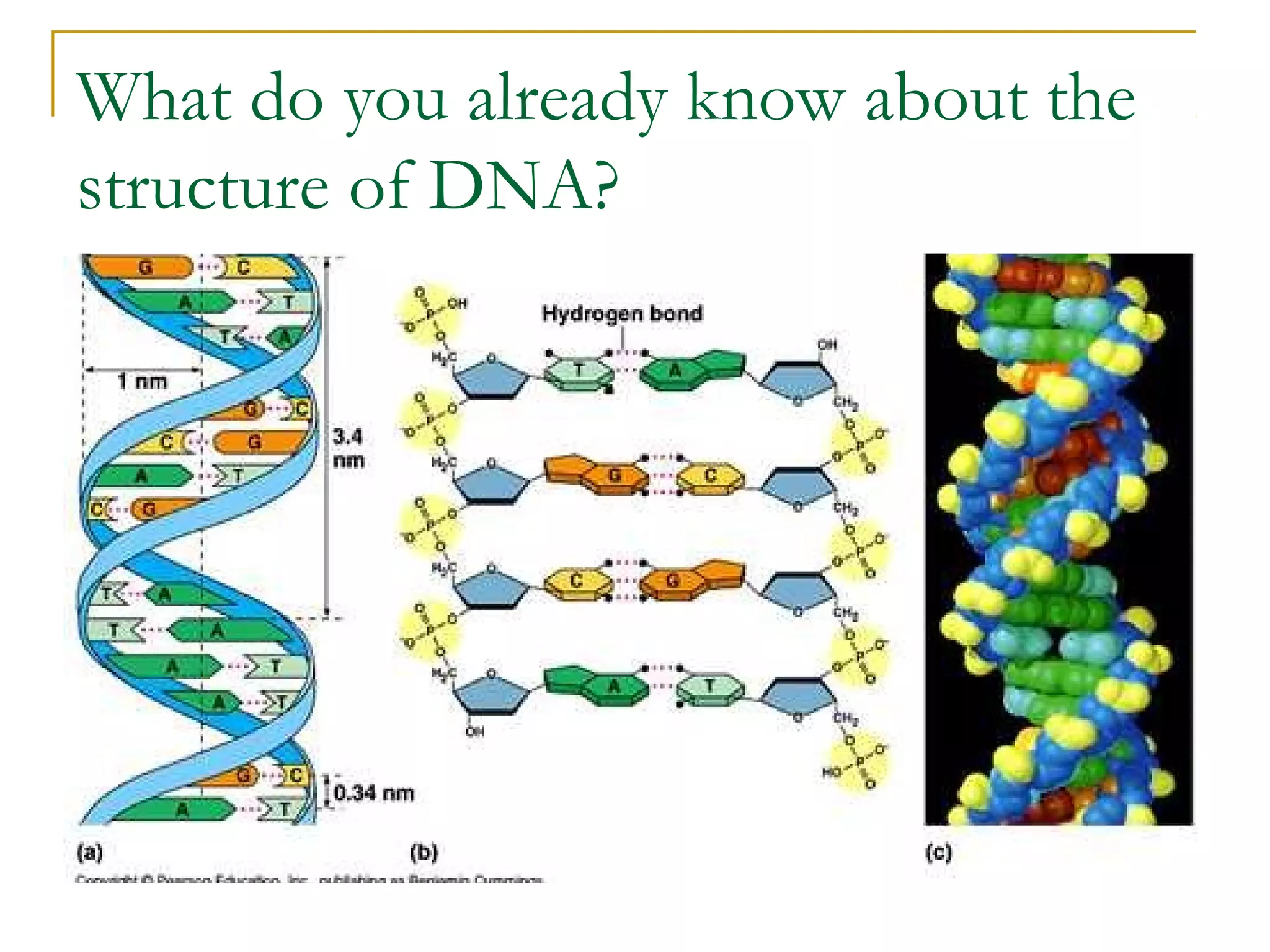 DNA structure, function, replication lesson | PPT