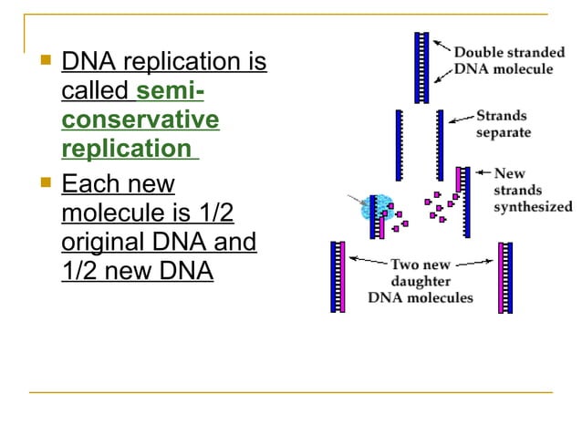 DNA structure, function, replication lesson | PPT