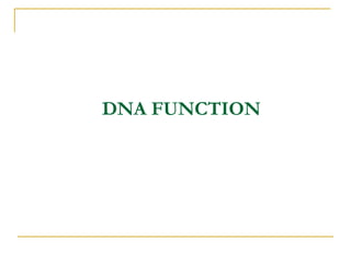 DNA structure, function, replication lesson | PPT