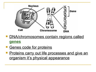 DNA structure, function, replication lesson | PPT
