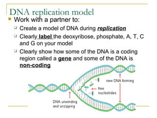 DNA structure, function, replication lesson | PPT