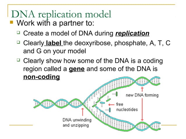 DNA structure, function, replication lesson | PPT