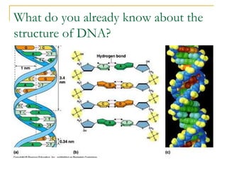 DNA structure, function, replication lesson | PPT