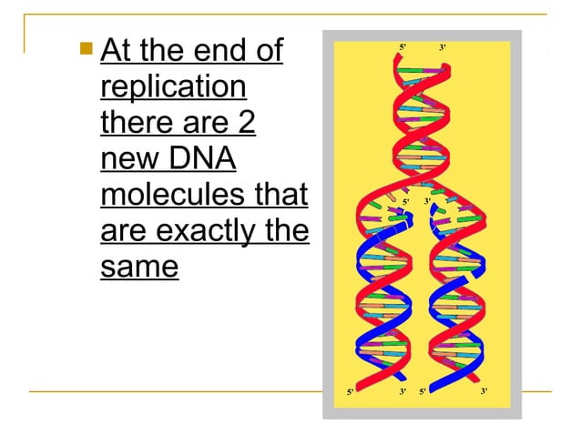 DNA structure, function, replication lesson | PPT
