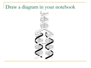 DNA structure, function, replication lesson | PPT