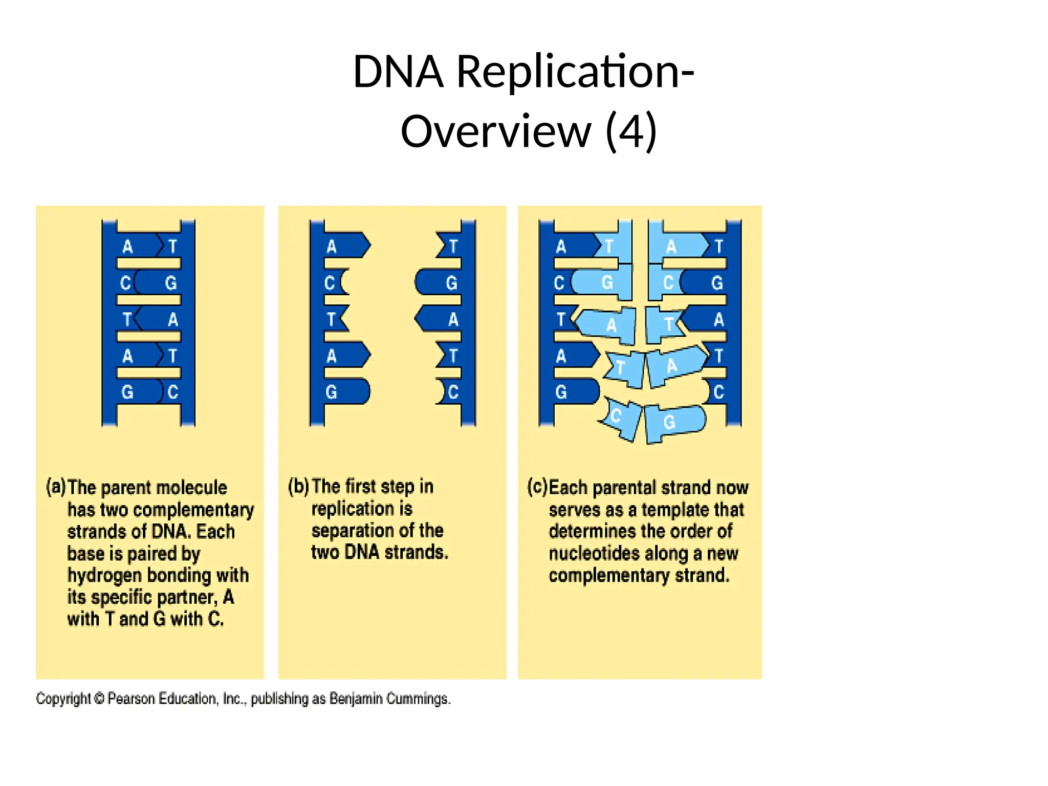 Deoxyribonucleic and ribonucleic acid replication | PPTX