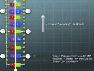 Dna replication hannahd | PPT