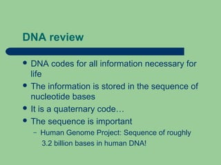 Dna replication (honors) | PPT