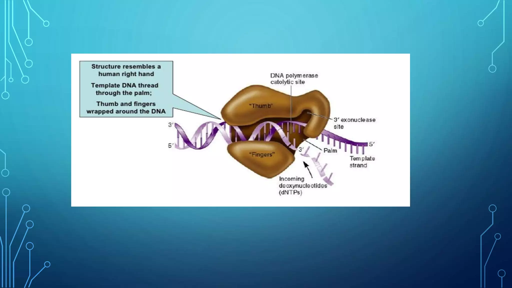 Dna Replication In Prokaryotes Pptx