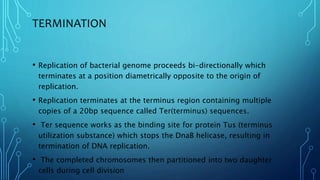 Dna replication in prokaryotes | PPTX