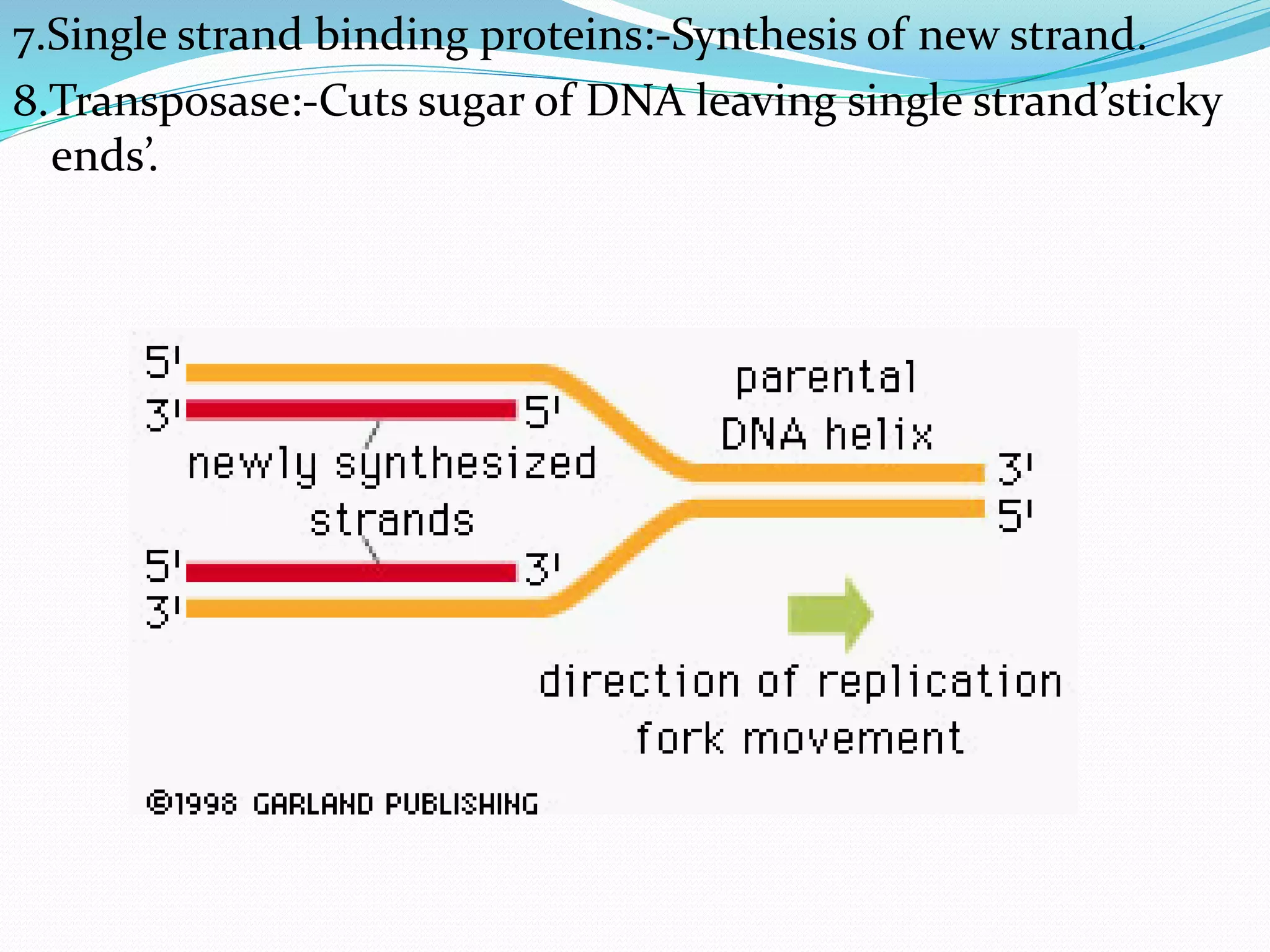 DNA replication in bacteria | PPTX