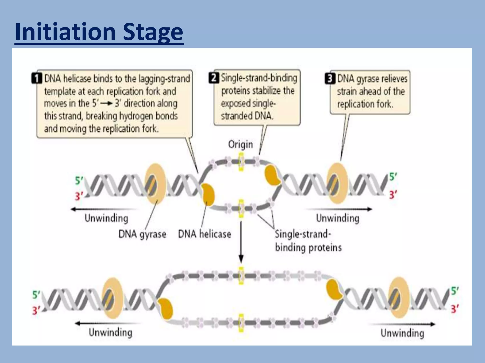 Dna Replication In Li