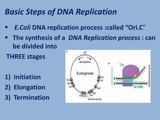 Dna replication in e.coli
