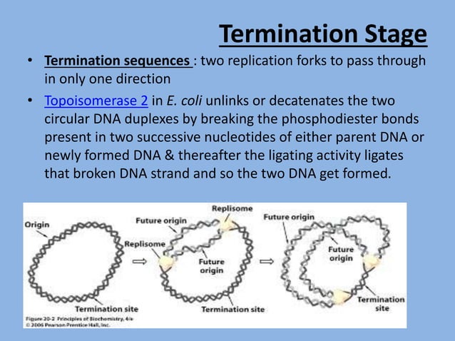Dna replication in e.coli