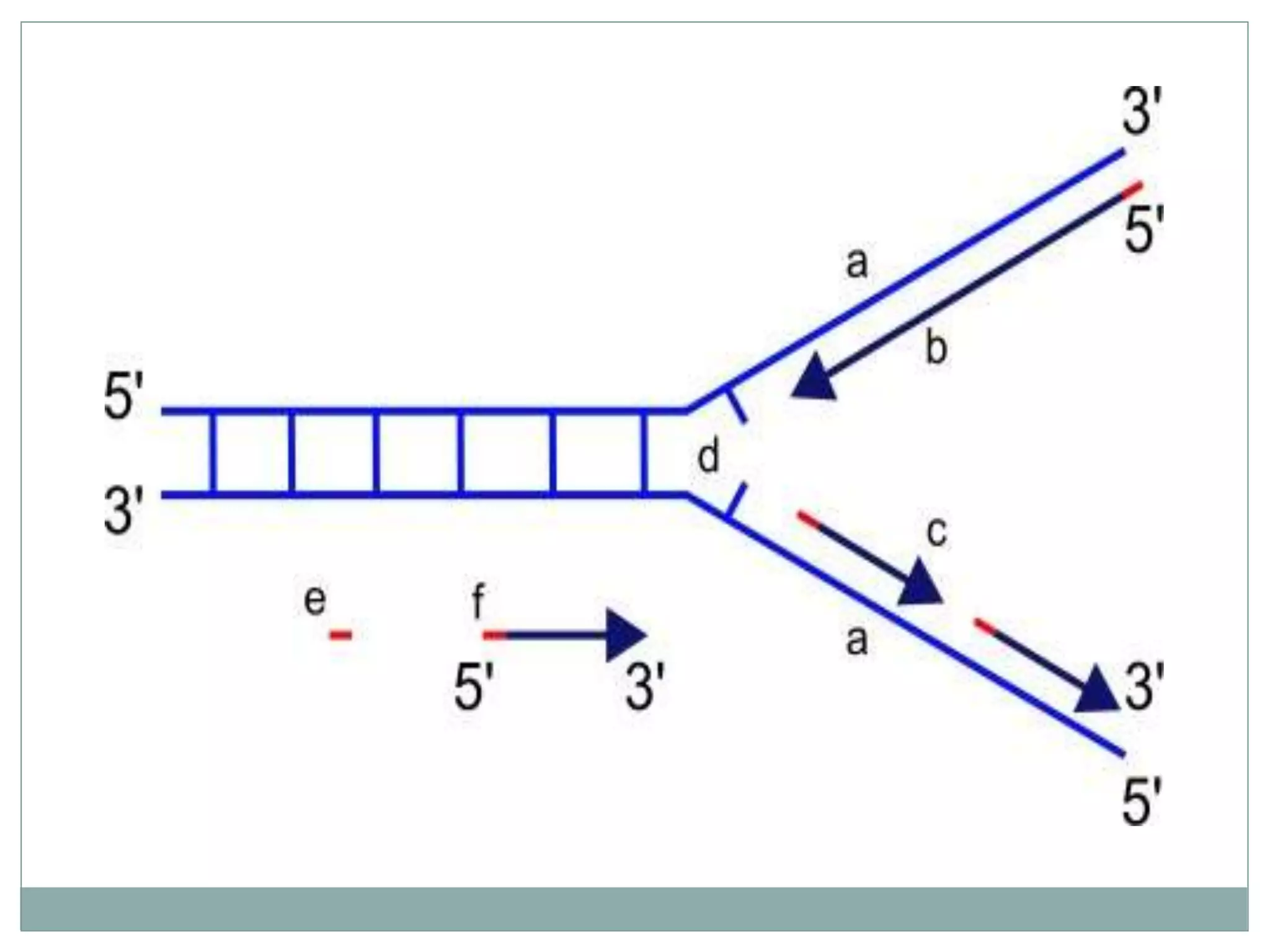 Dna Replication In Eukaryotes Pptx