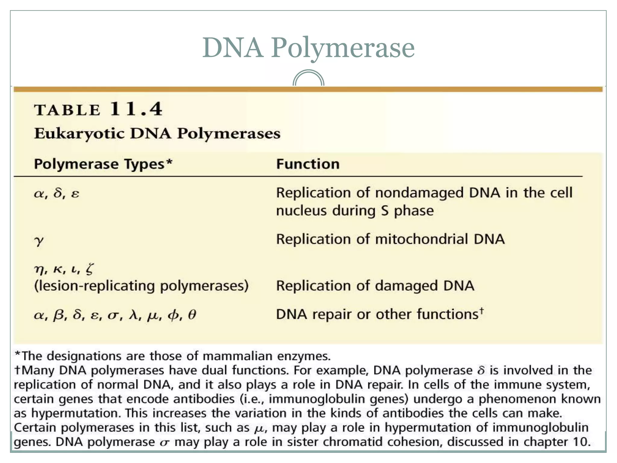 Dna replication in eukaryotes | PPTX