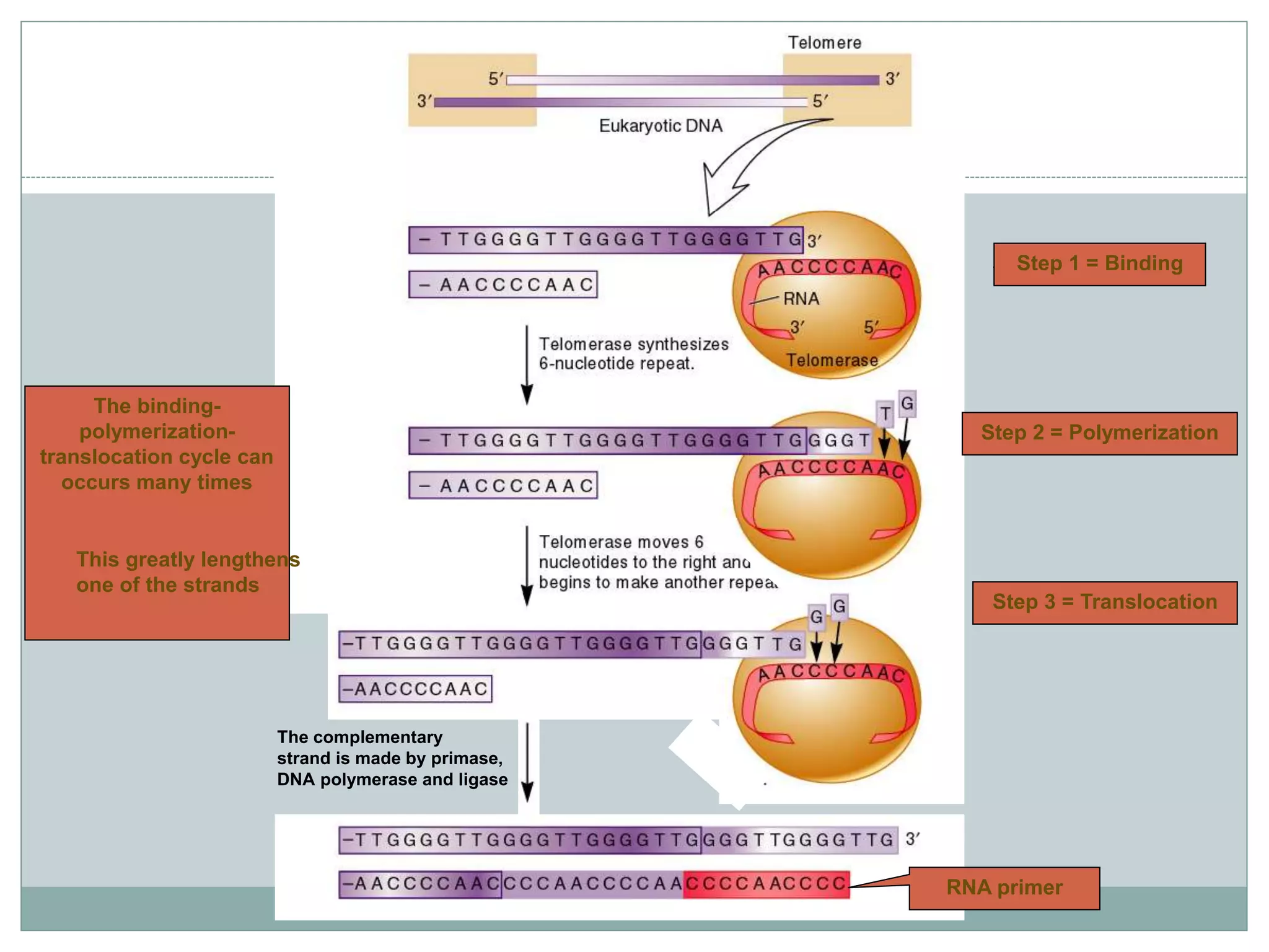 Dna replication in eukaryotes | PPTX