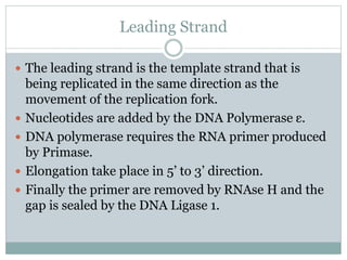 Dna replication in eukaryotes | PPTX