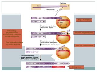 Dna replication in eukaryotes | PPTX