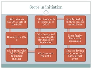 Dna replication in eukaryotes | PPTX