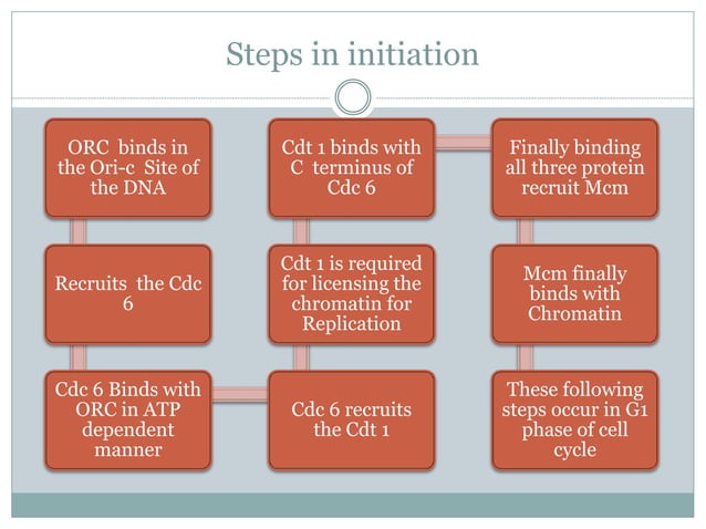 Dna replication in eukaryotes | PPTX
