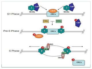 Dna replication in eukaryotes | PPTX