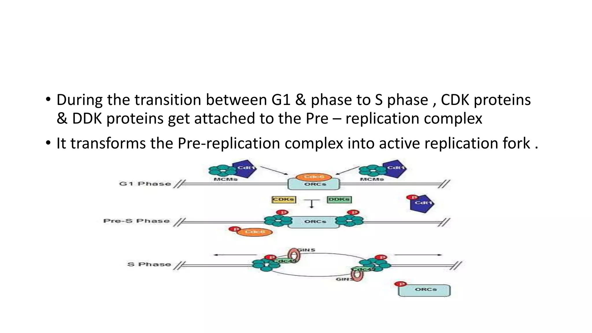 Dna Replication In Eukaryotes Ppt