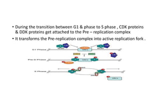 Dna replication in eukaryotes | PPTX