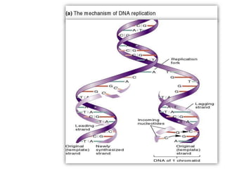Replication | PPTX