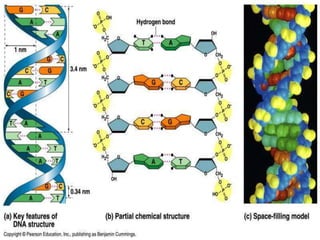 Replication | PPTX