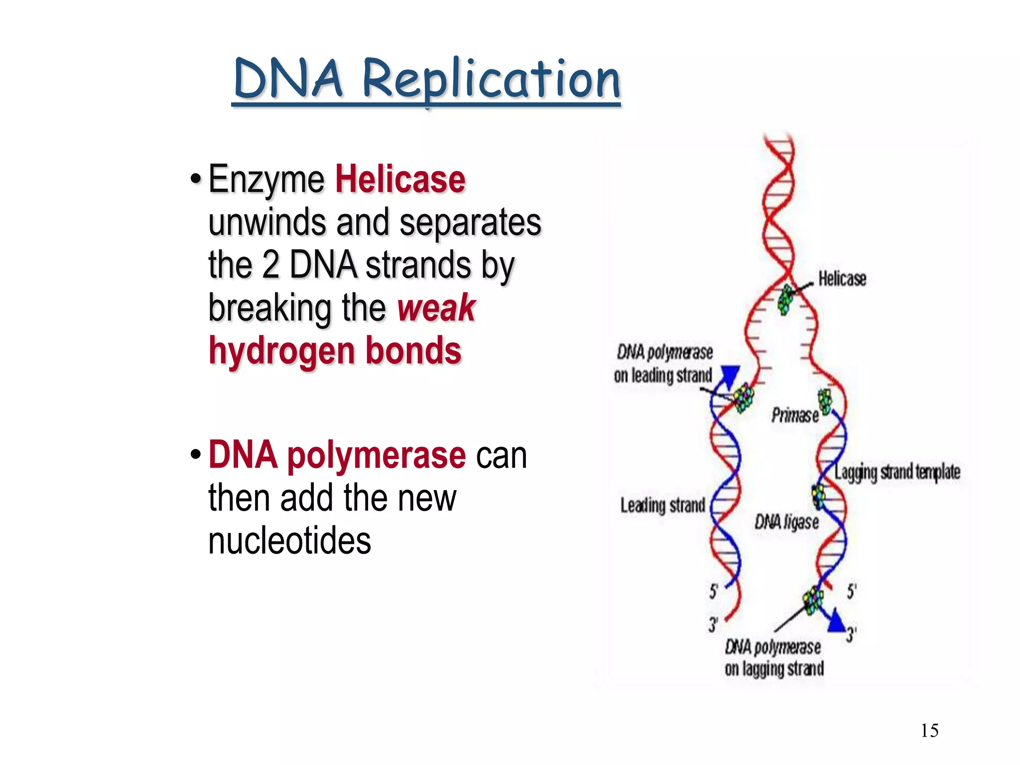 Dna replication in eukaryotes | PPT