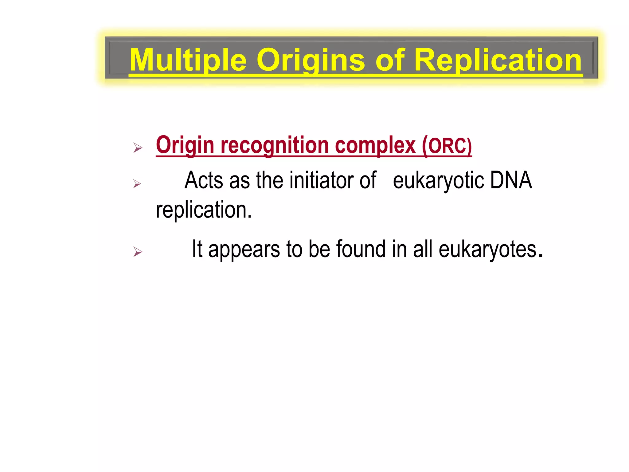 Dna replication in eukaryotes | PPT