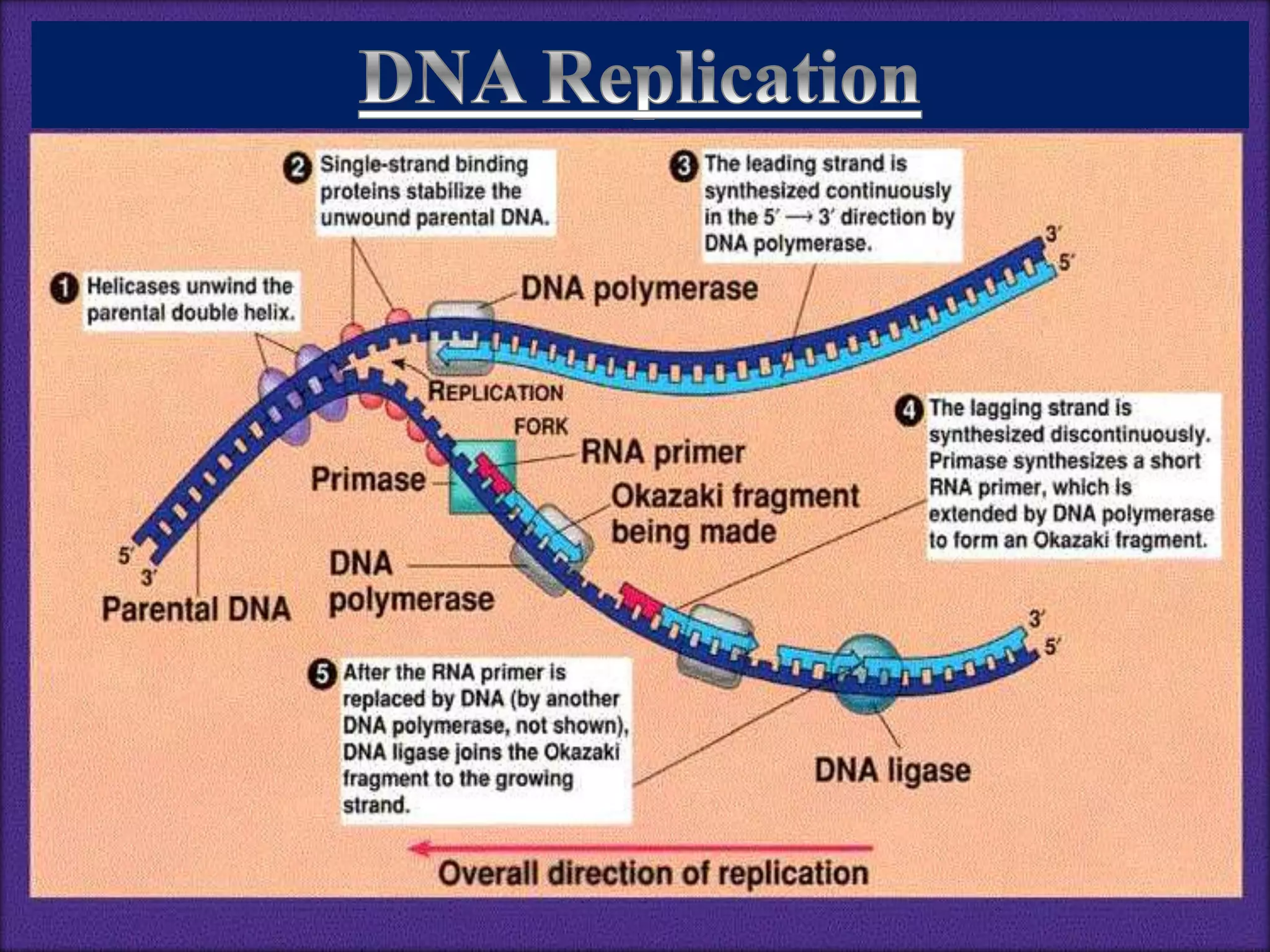 Dna replication in eukaryotes | PPT