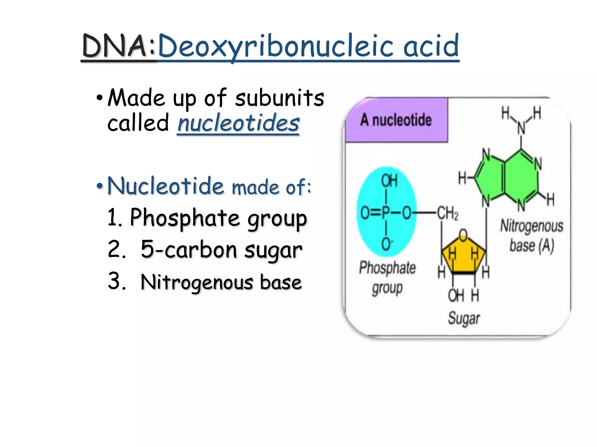 Dna replication in eukaryotes | PPT