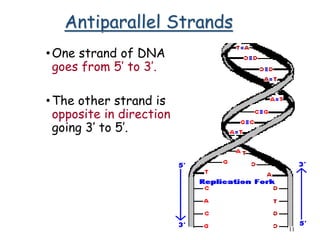 Dna replication in eukaryotes | PPT