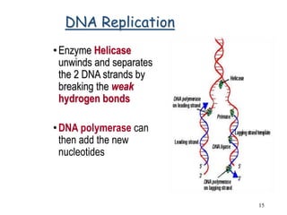Dna replication in eukaryotes | PPT