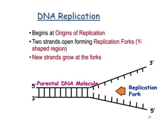Dna replication in eukaryotes | PPT